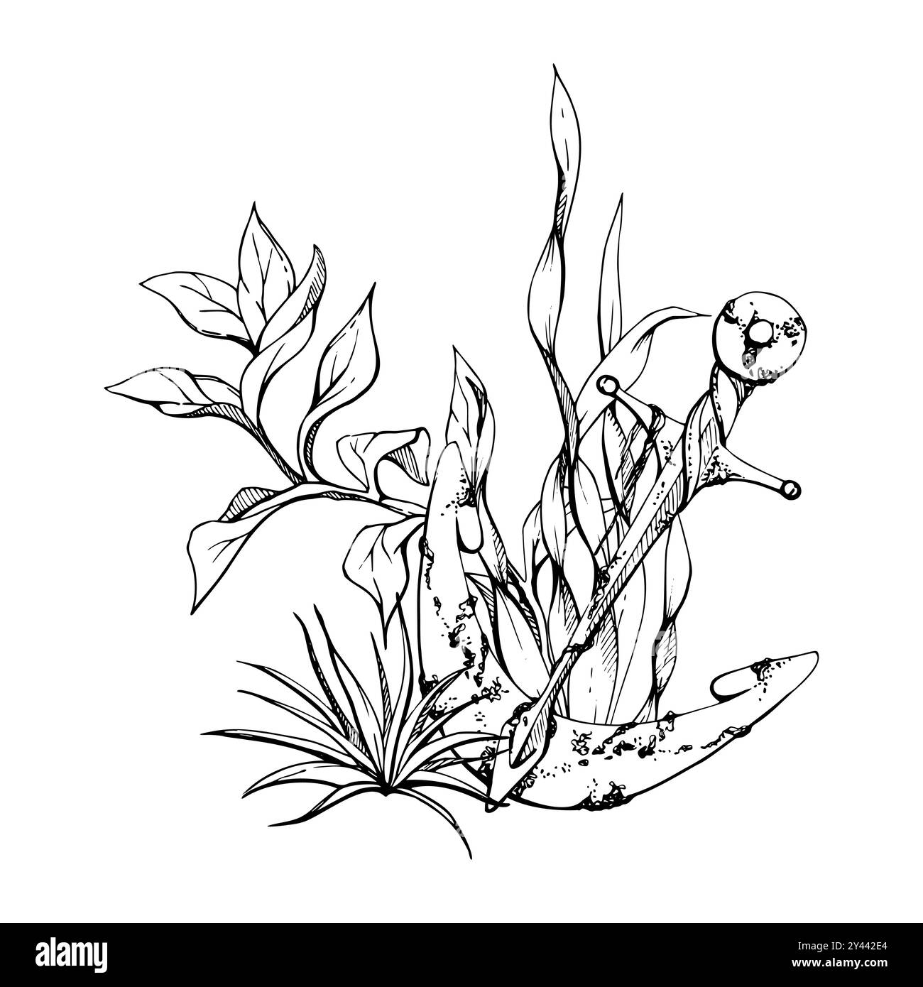 Marine life, sea ocean underwater creatures fish, shells algae seaweed ...