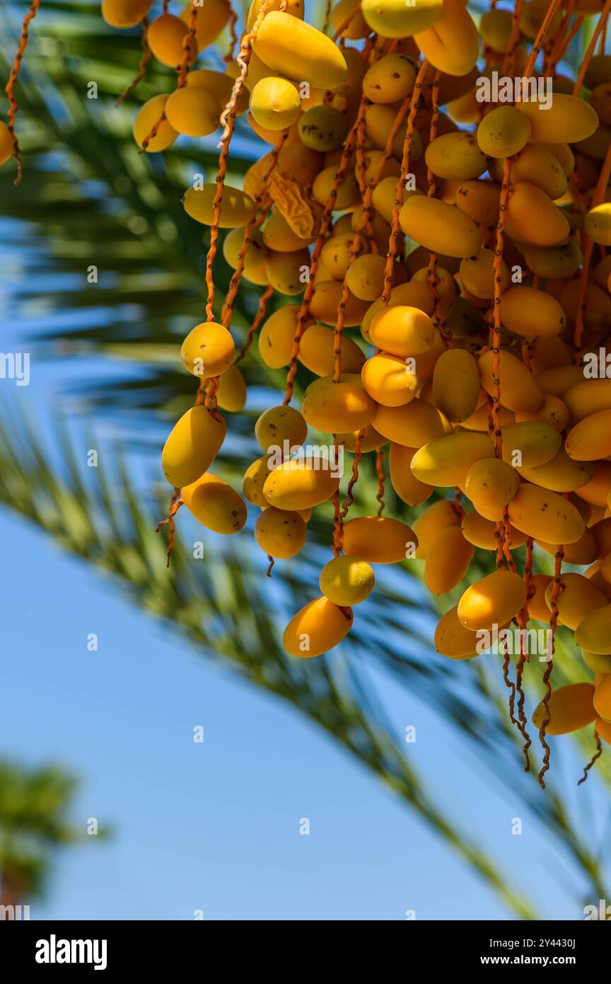 Date palm branches with ripe dates. Saudi arabian dates farm Stock ...