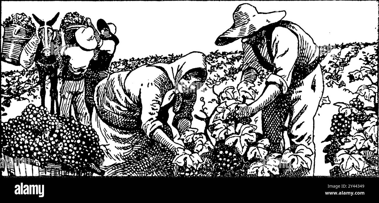 Woman vineyard harvesting Black and White Stock Photos & Images - Alamy