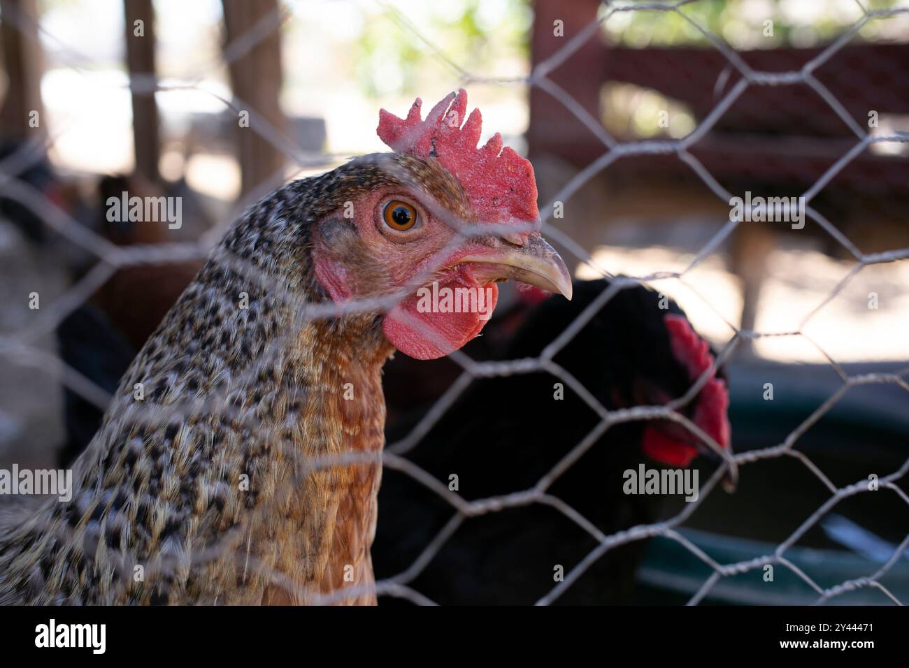 Chicken peering out through chicken wire fince Stock Photo - Alamy