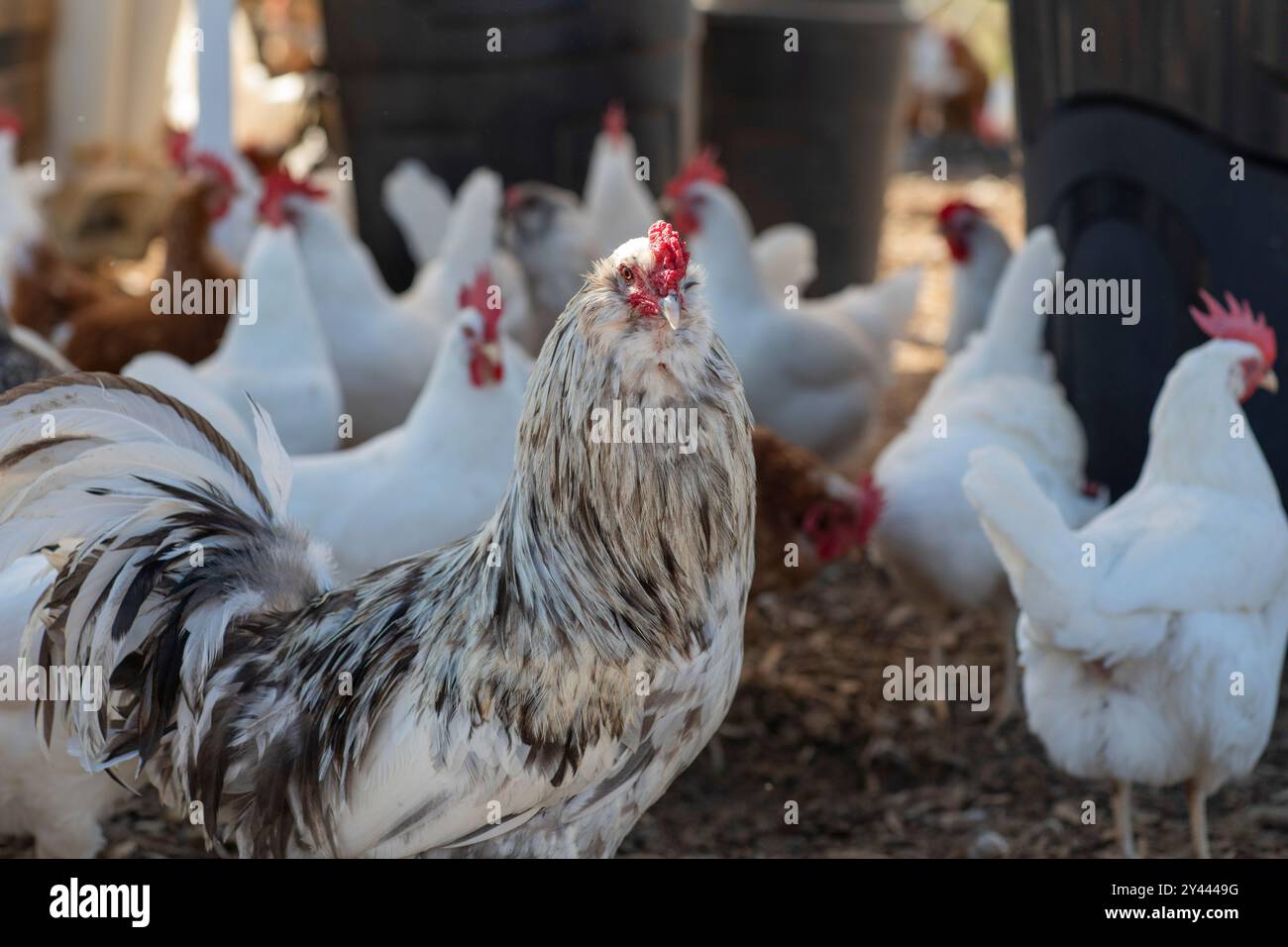 A hen house with many chickens Stock Photo - Alamy