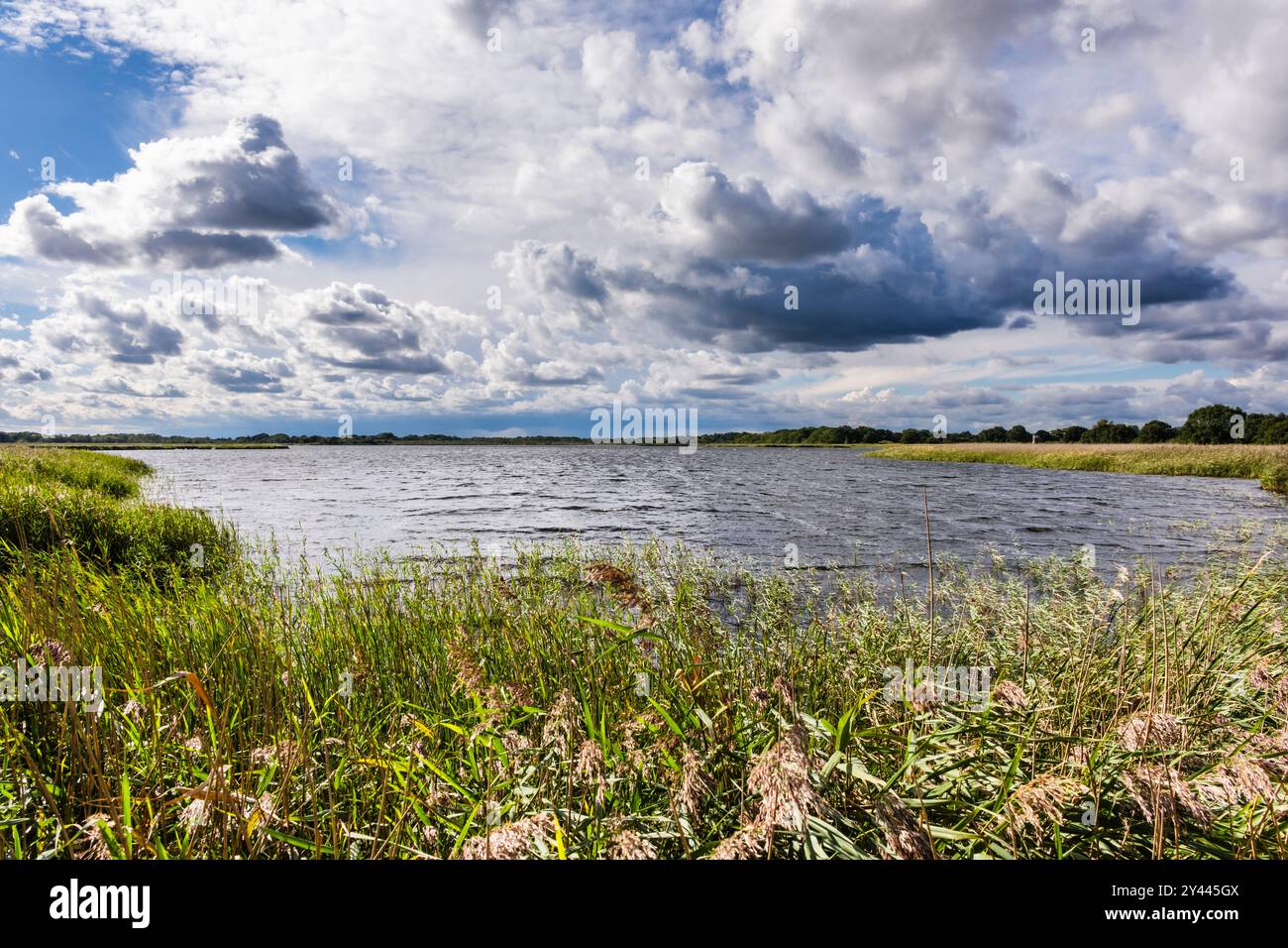 View across the reed beds in Hickling Broad, Norwich, Norfolk, East ...