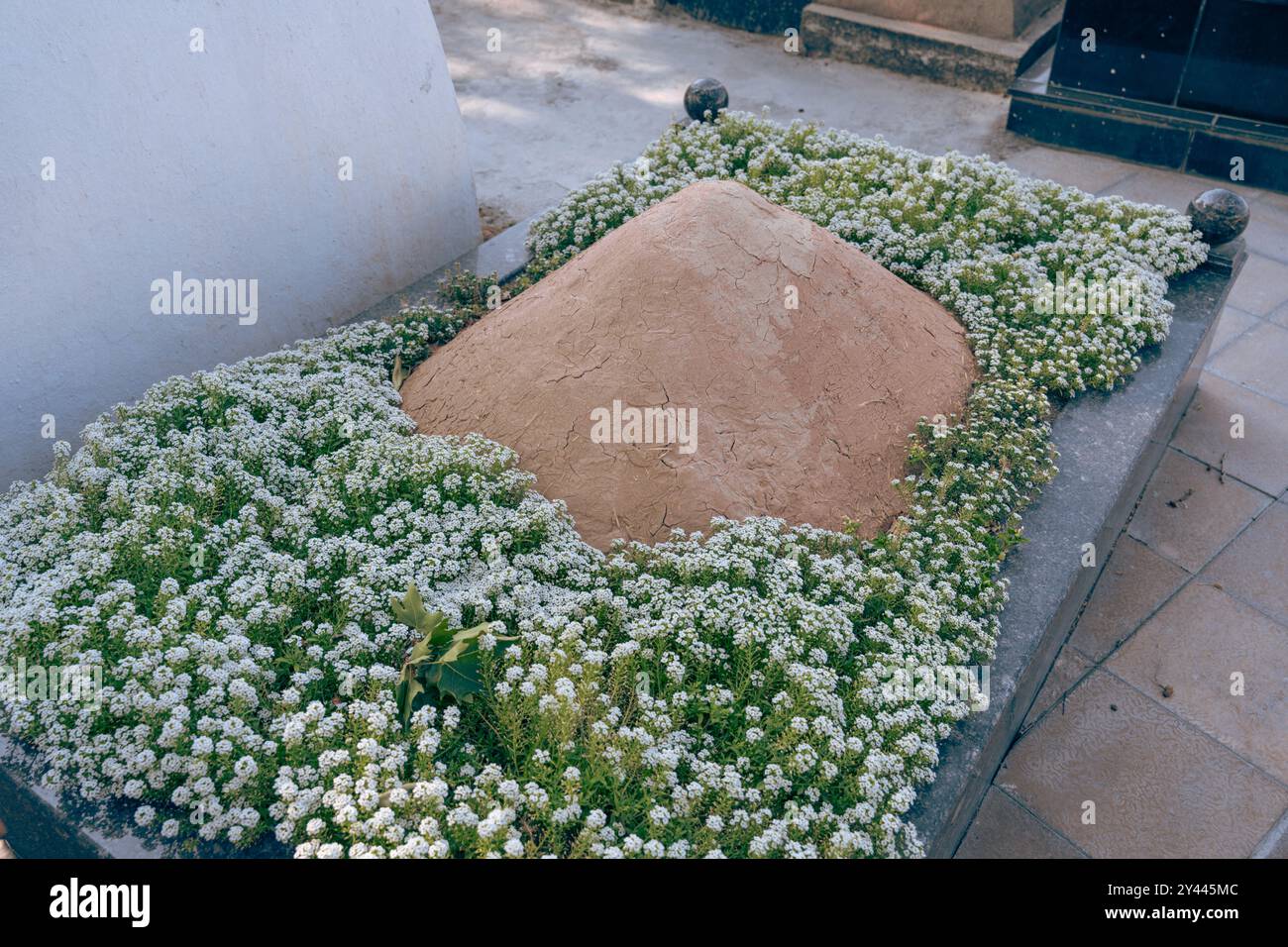 A small mound of dirt is covered in white flowers Stock Photo - Alamy