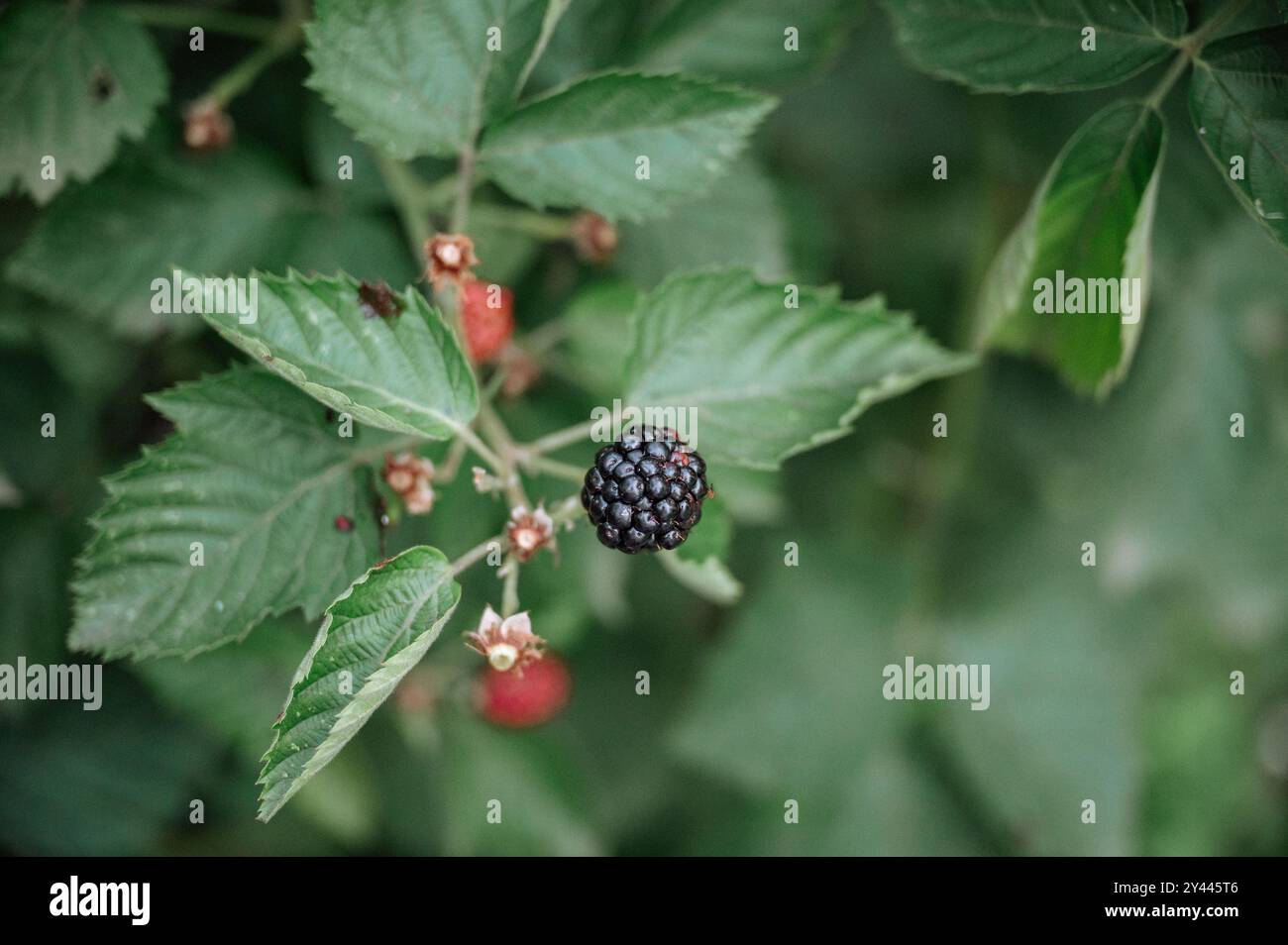 Blackberry growing in a garden surrounded by green leaves and stems ...