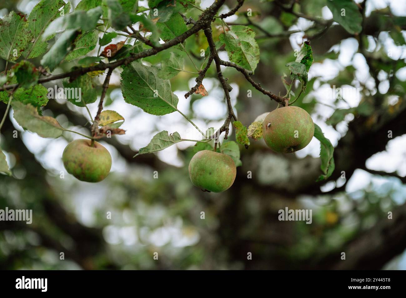 Boskoop apples hanging from branches in a garden with green foliage ...