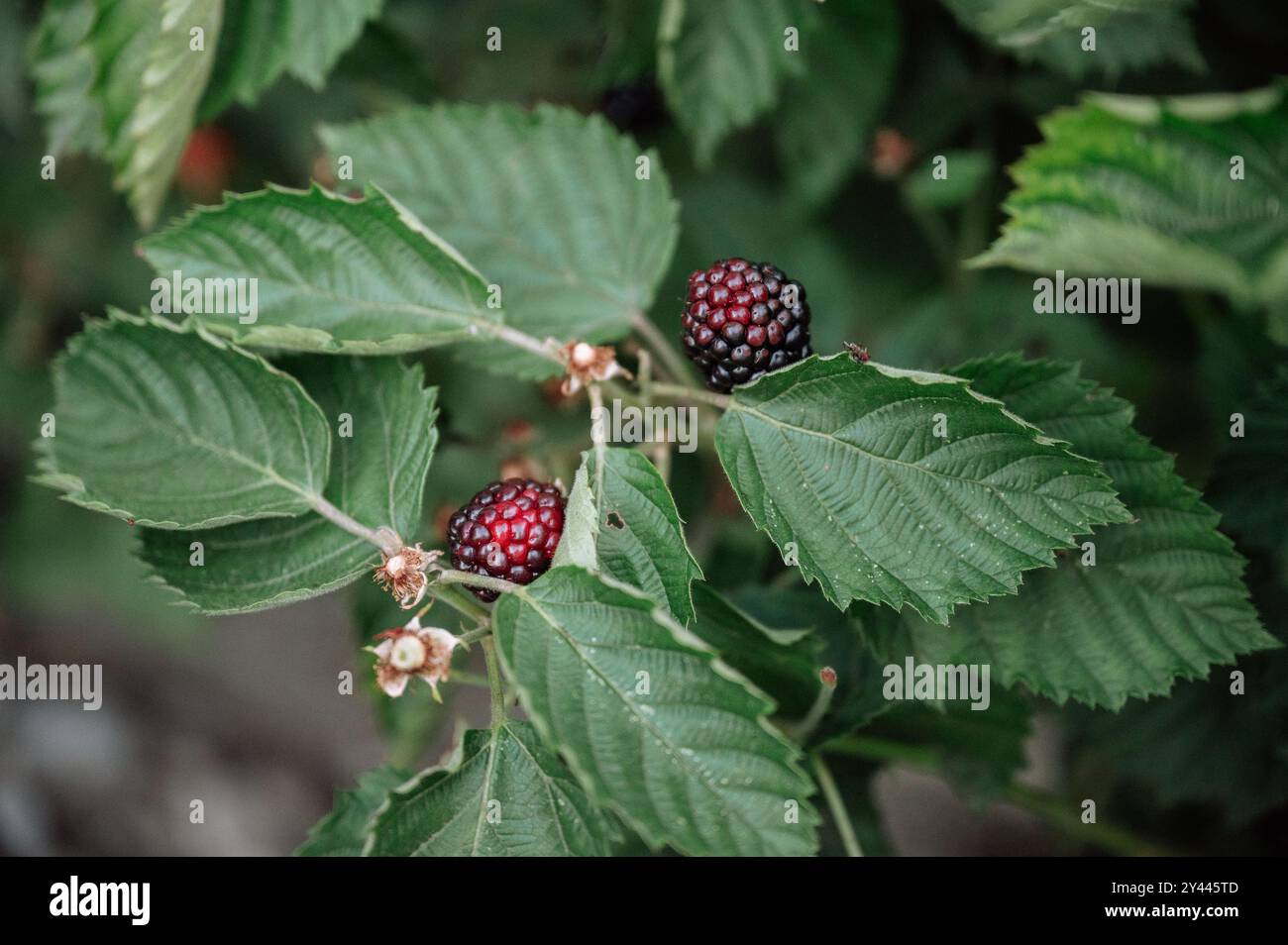 Blackberry growing in a garden surrounded by green leaves and stems ...