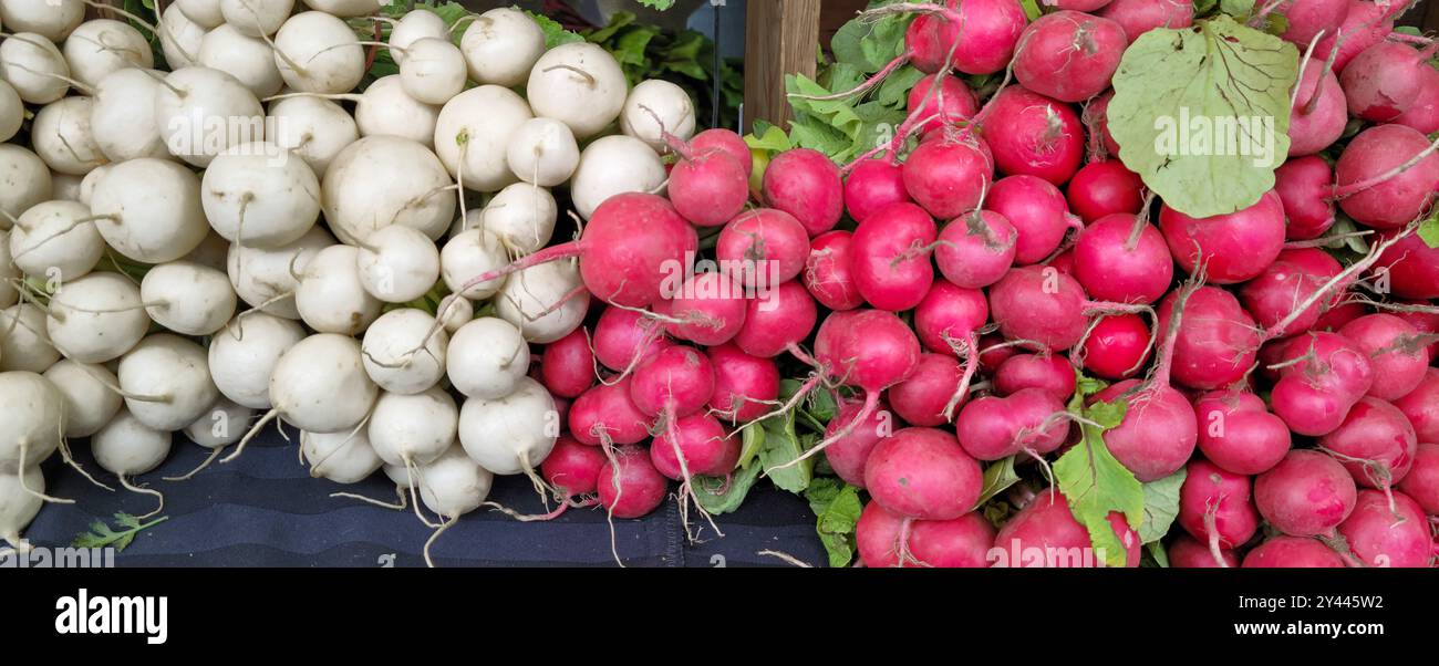 Bunches of white turnips and red radishes displayed at a market stall ...