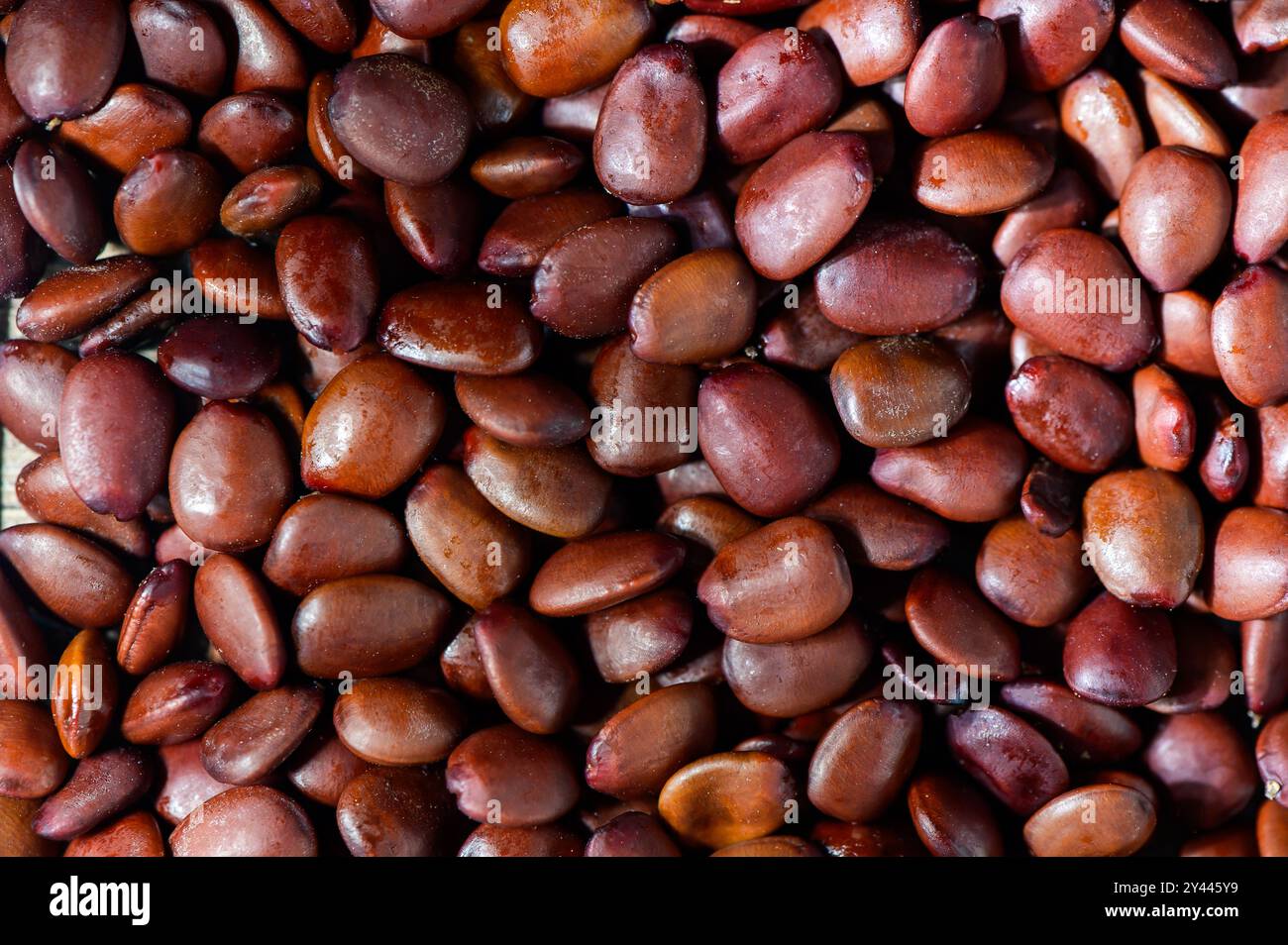 one carob seed weighs one carat Stock Photo - Alamy