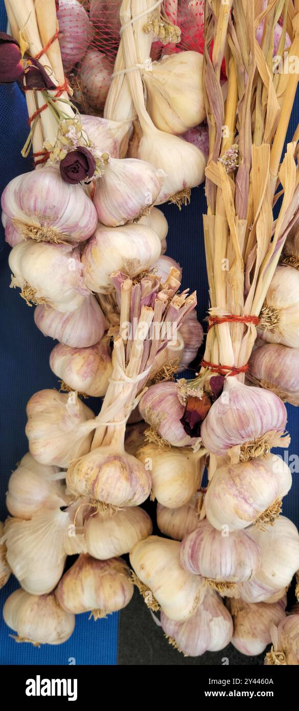 Braided bunches of garlic with stems, displayed at a market stall Stock ...