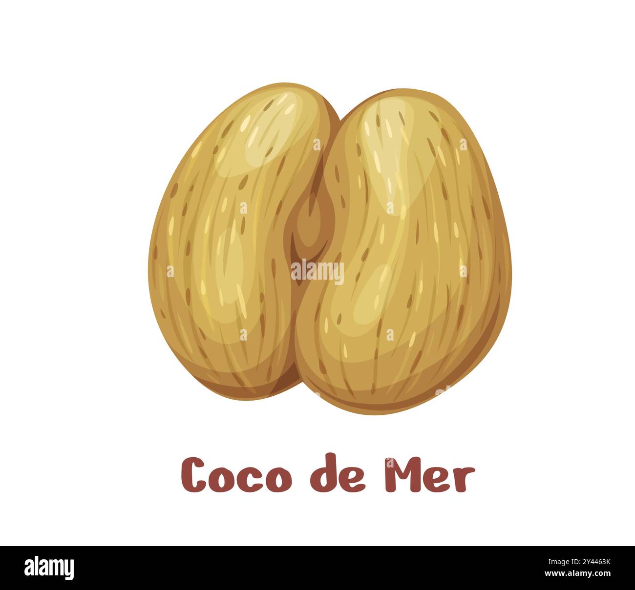 Coco de mer nut or sea coconut, uncommon plant seed kernel for food ...