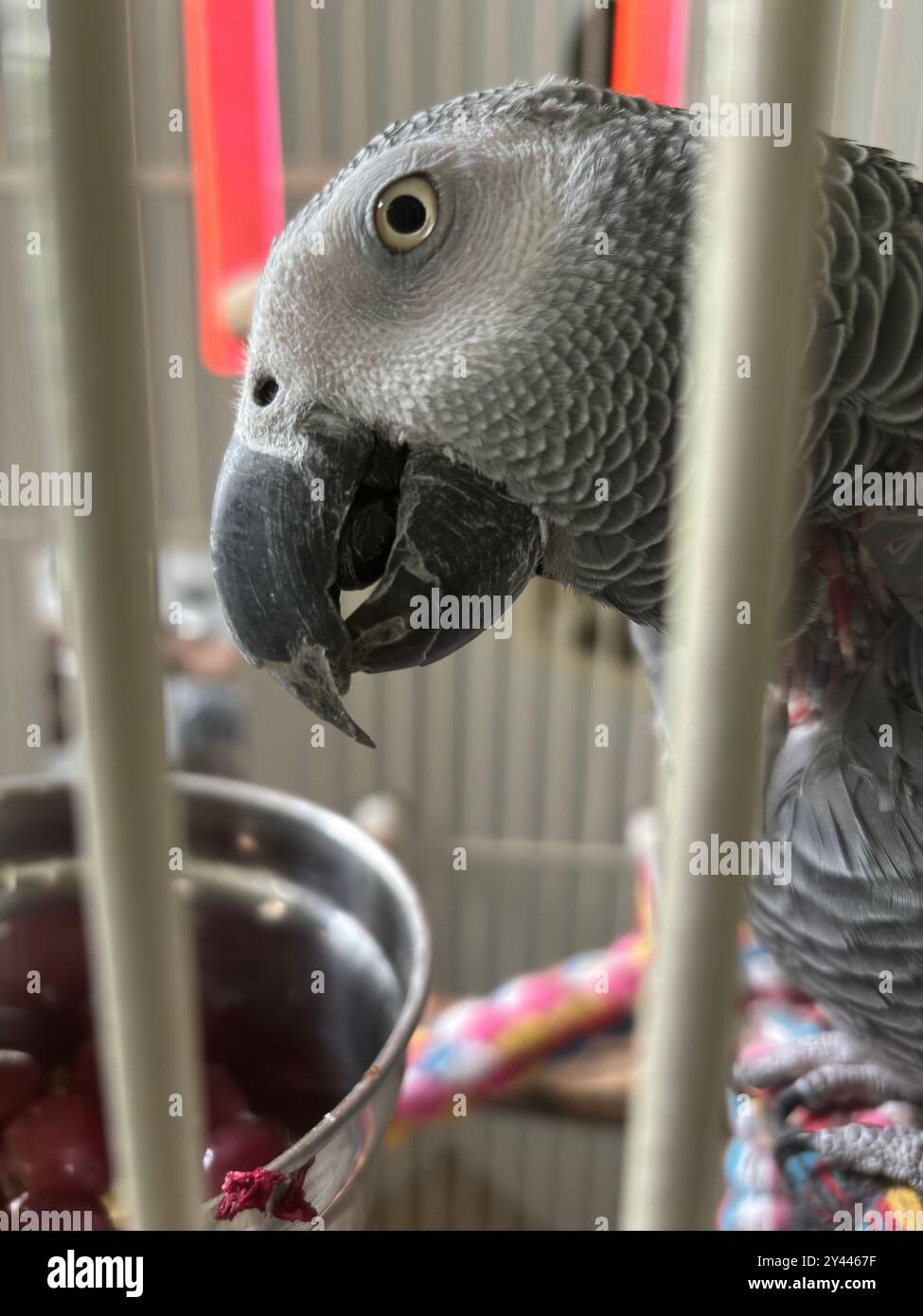 Close-up of an African Grey parrot eating grapes inside a birdcage ...