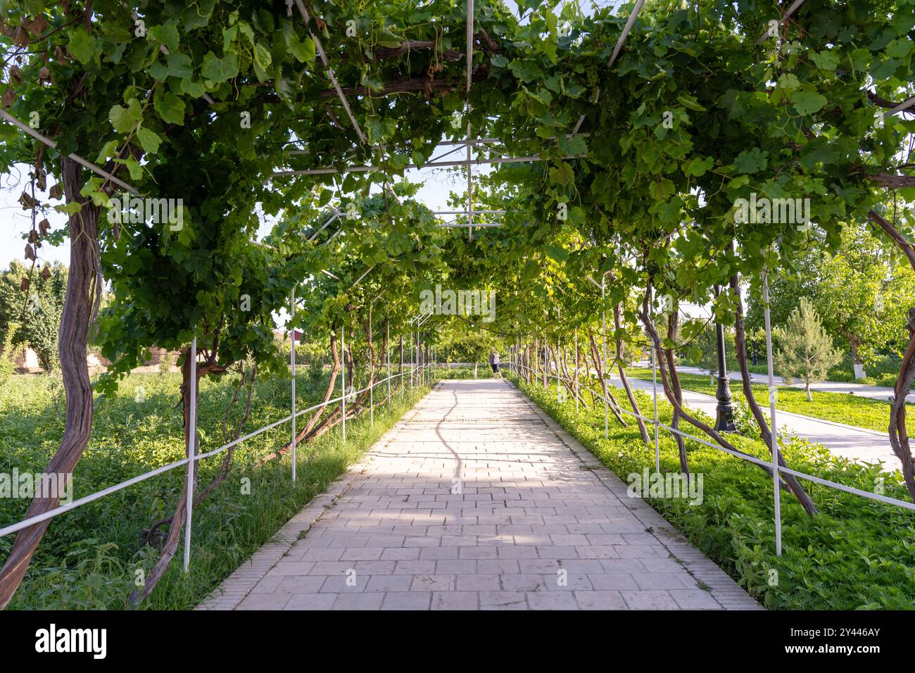 A path through a garden with vines and trees Stock Photo - Alamy