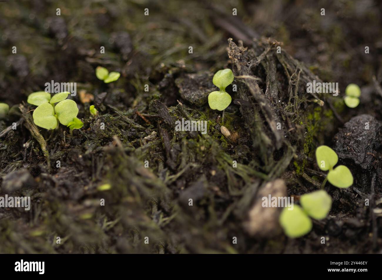New seedlings emerging above the soil after germination Stock Photo - Alamy