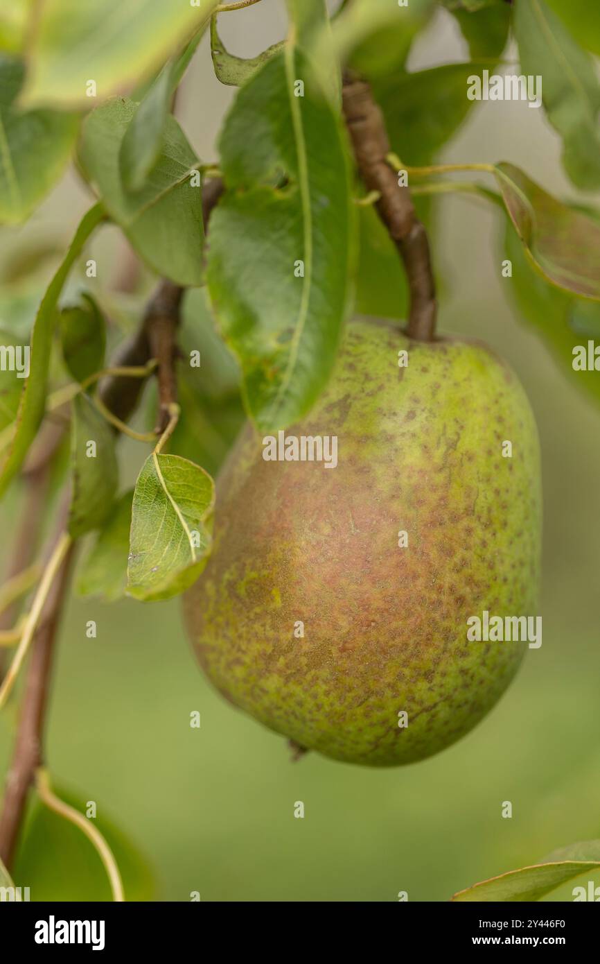 Tree growth cycle natural farming hi-res stock photography and images ...