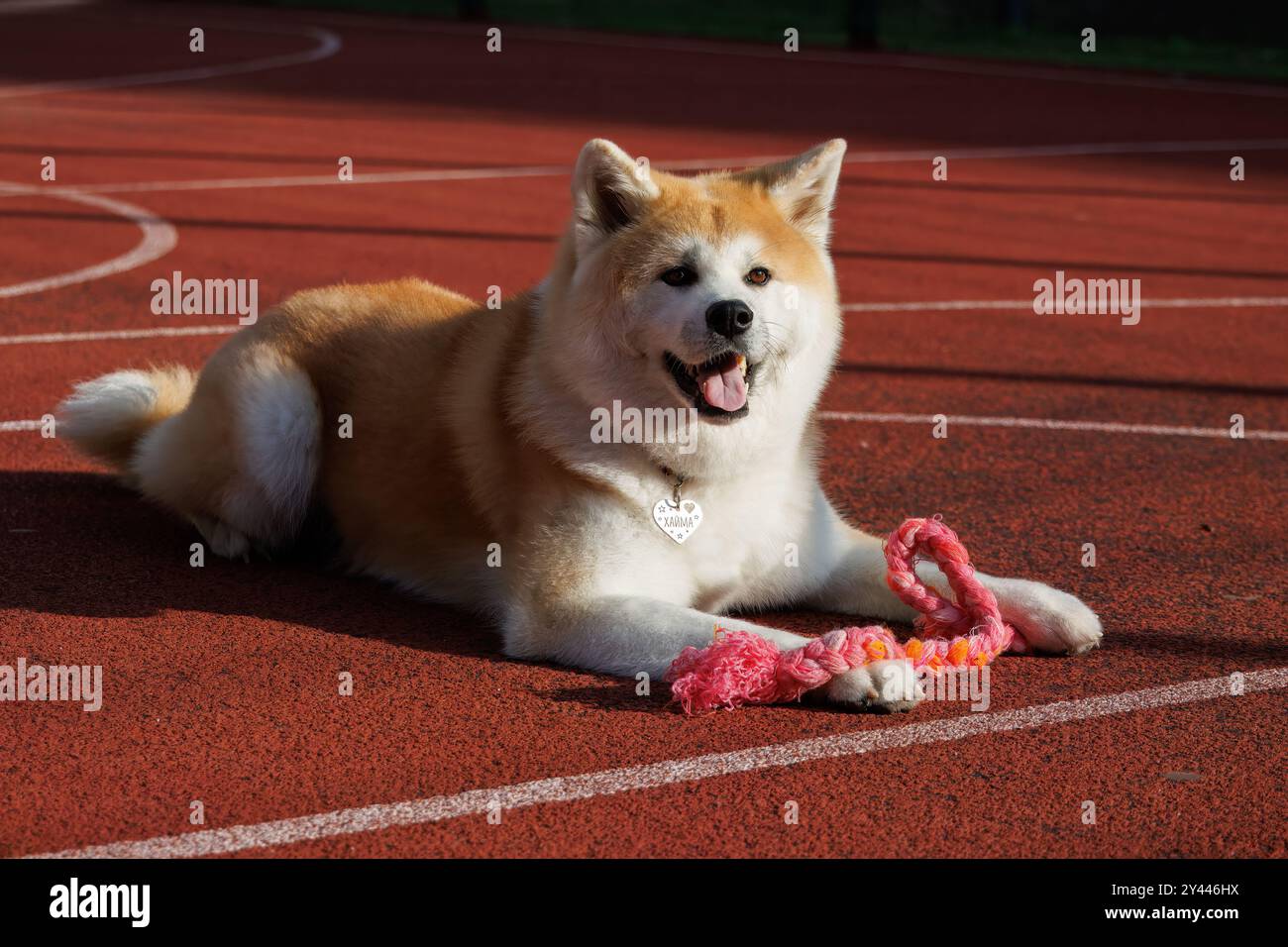 A female dog Akita breed lays on the red ground with its toy Stock ...