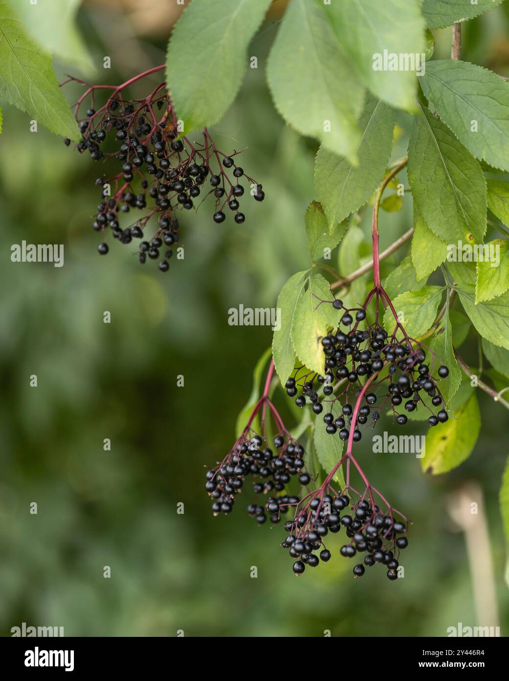 Elderflower in forest hi-res stock photography and images - Alamy