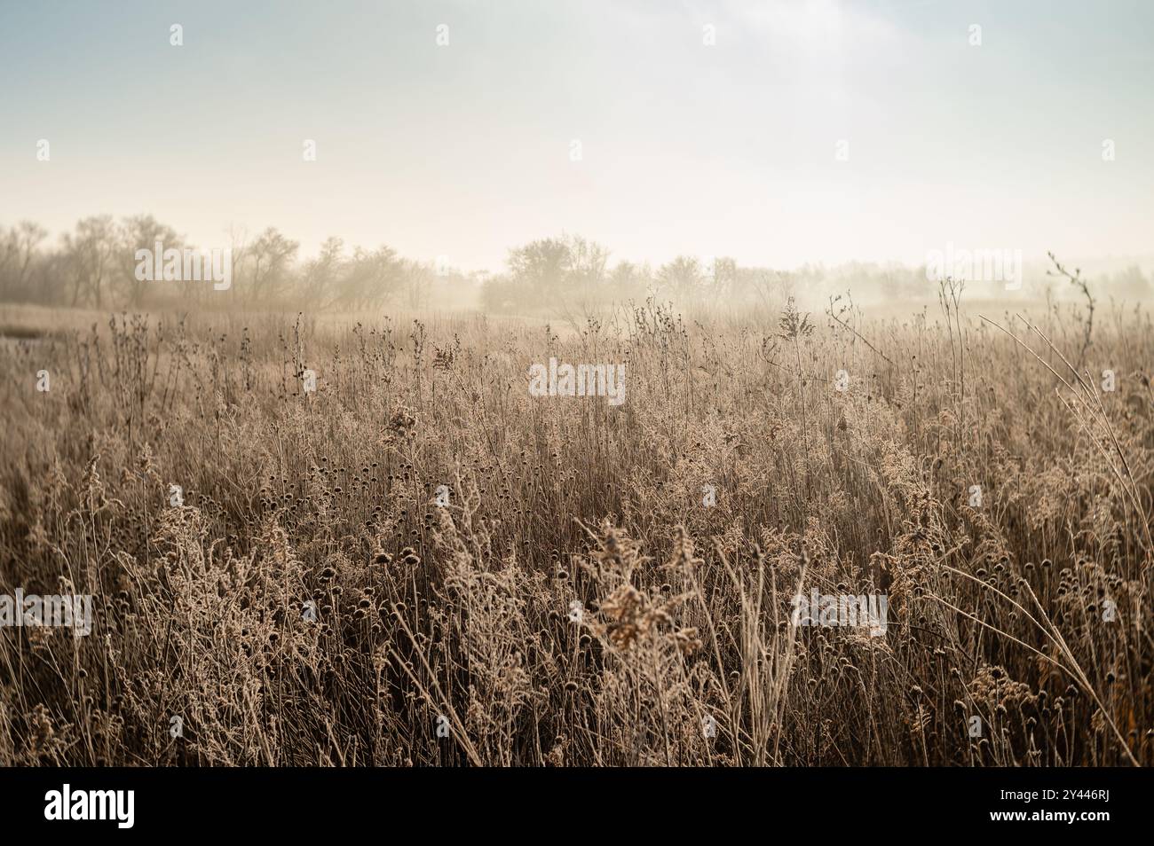 Foggyfresh hi-res stock photography and images - Alamy