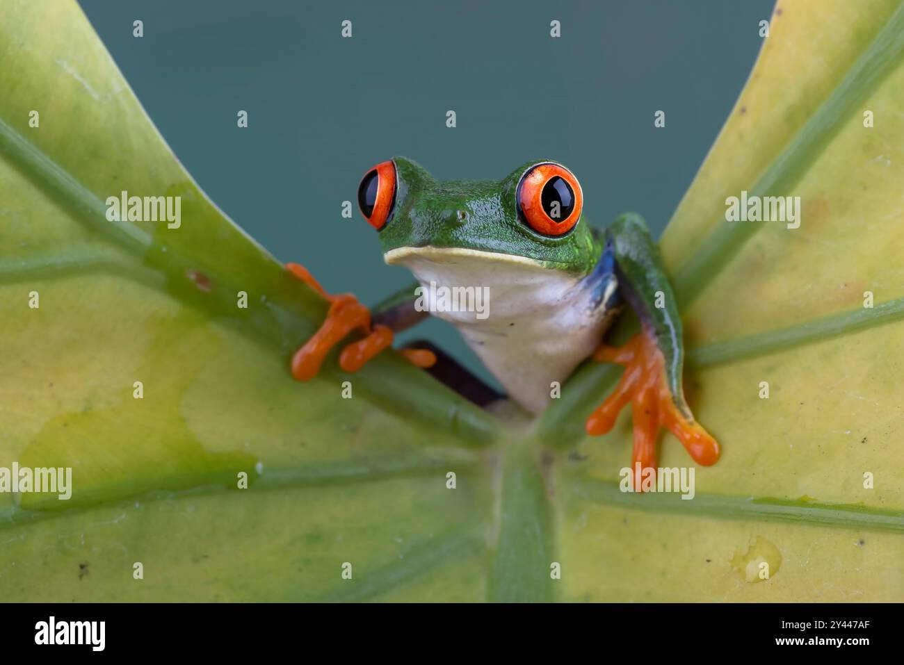 Red eyed tree frog hanging on a leaf Stock Photo - Alamy