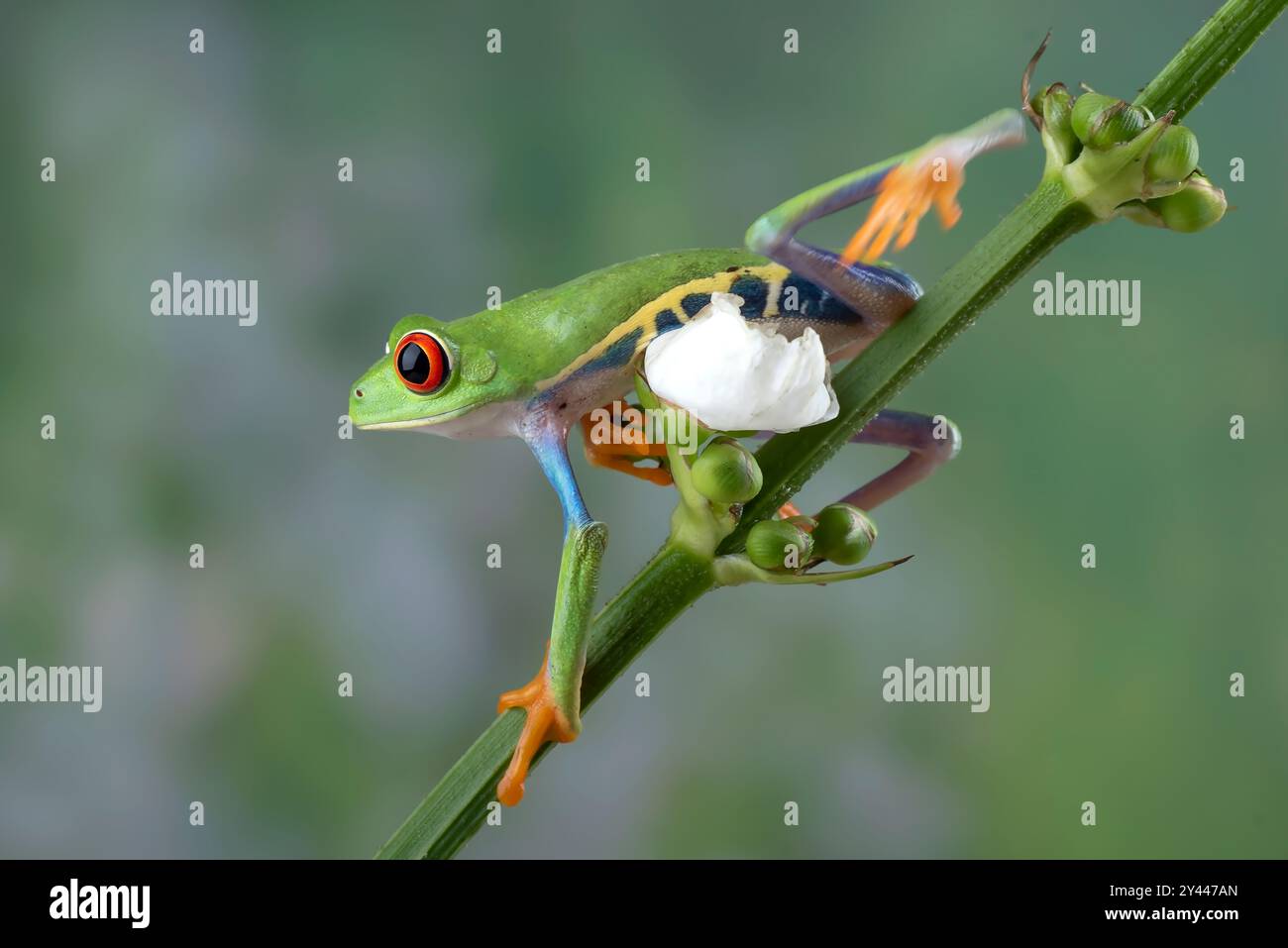 Red eyed tree frog hanging on a leaf Stock Photo - Alamy