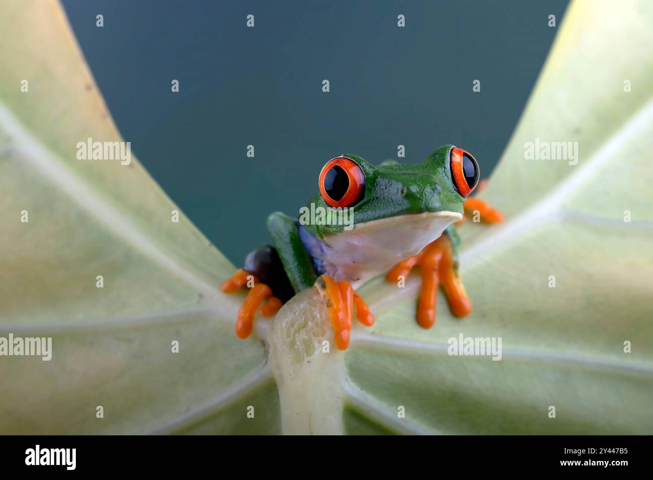Red eyed tree frog hanging on a leaf Stock Photo - Alamy