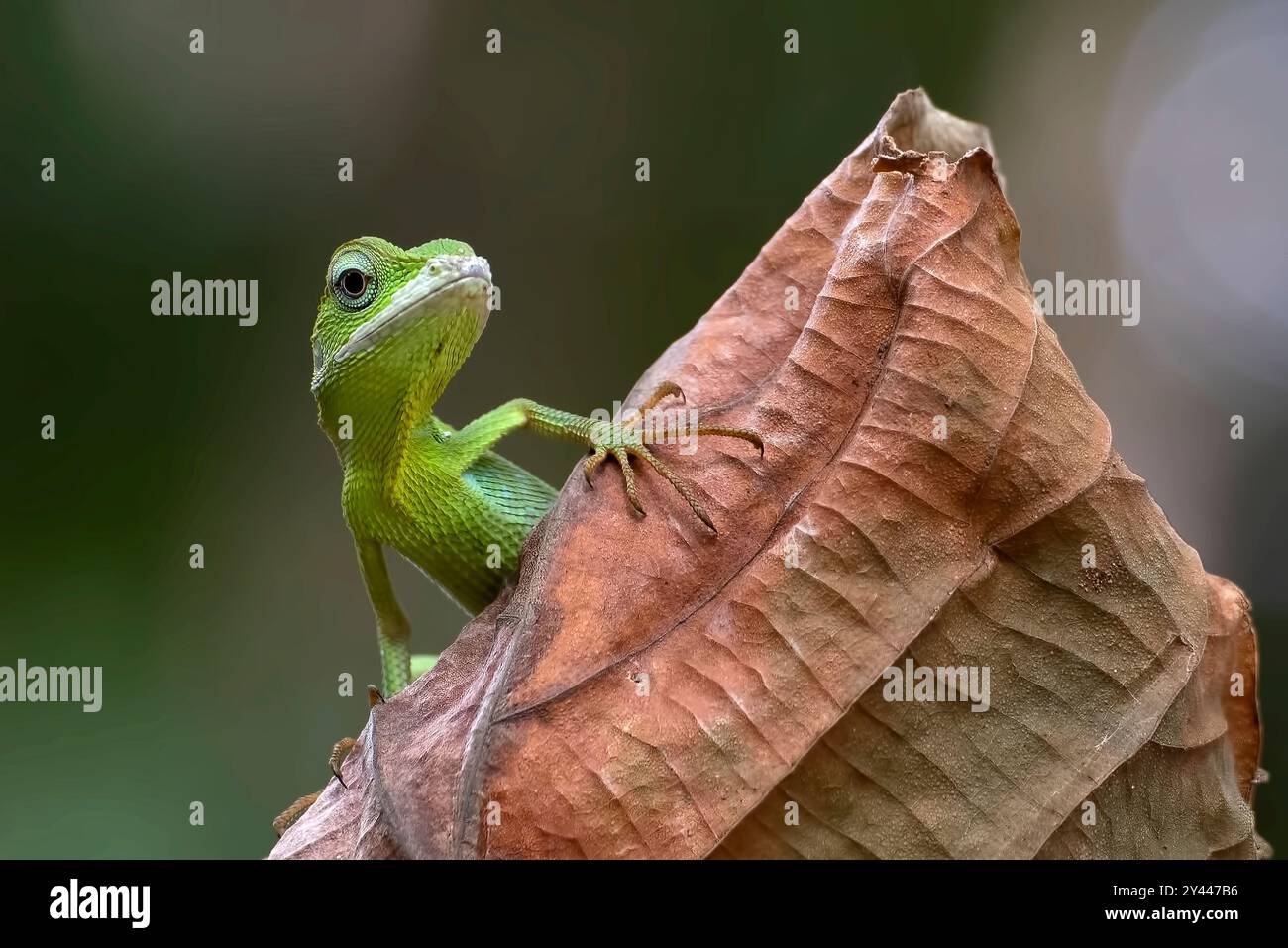 Bronchocela jubata, commonly known as the maned forest lizard Stock ...