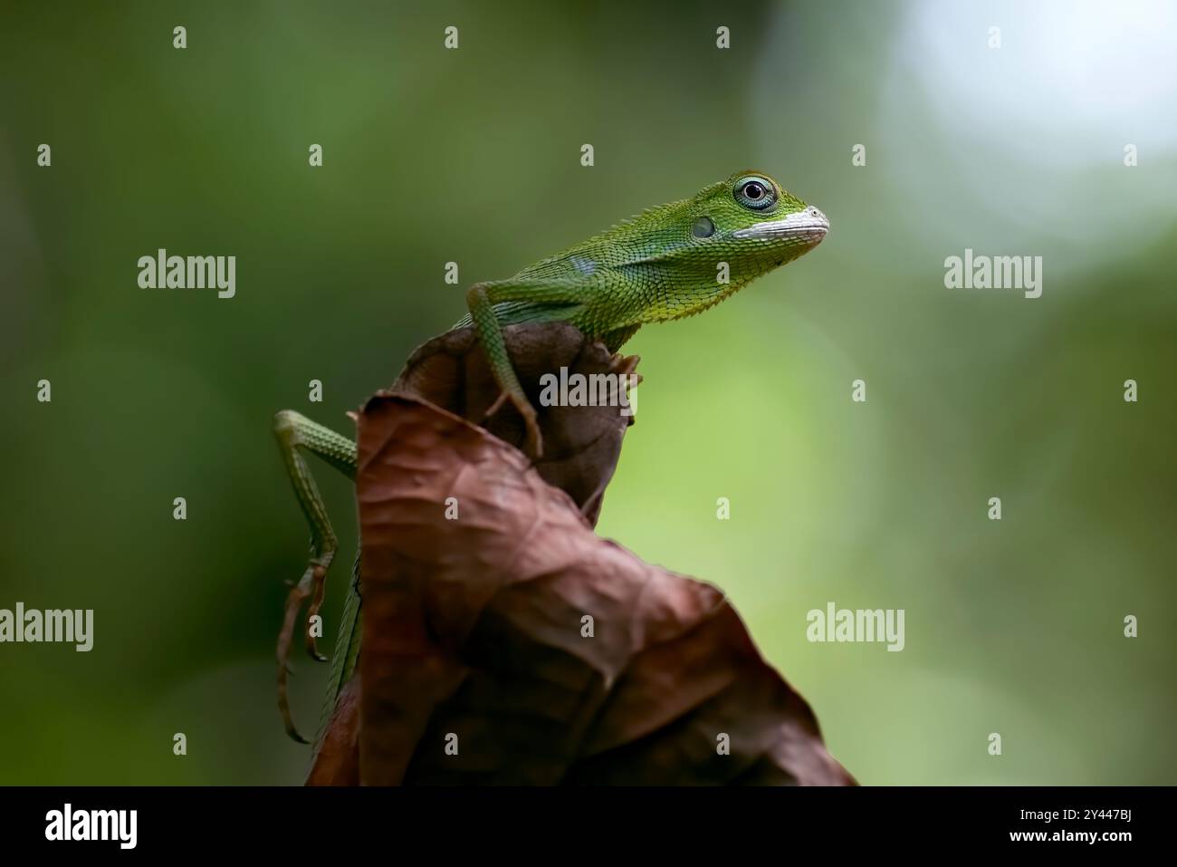 Bronchocela jubata, commonly known as the maned forest lizard Stock ...
