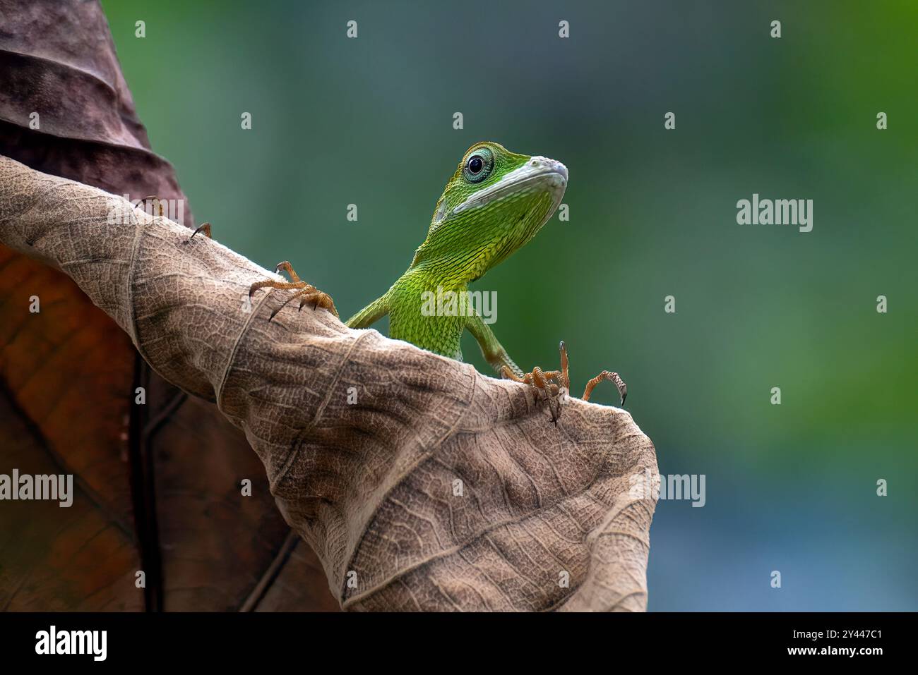 Bronchocela jubata, commonly known as the maned forest lizard Stock ...