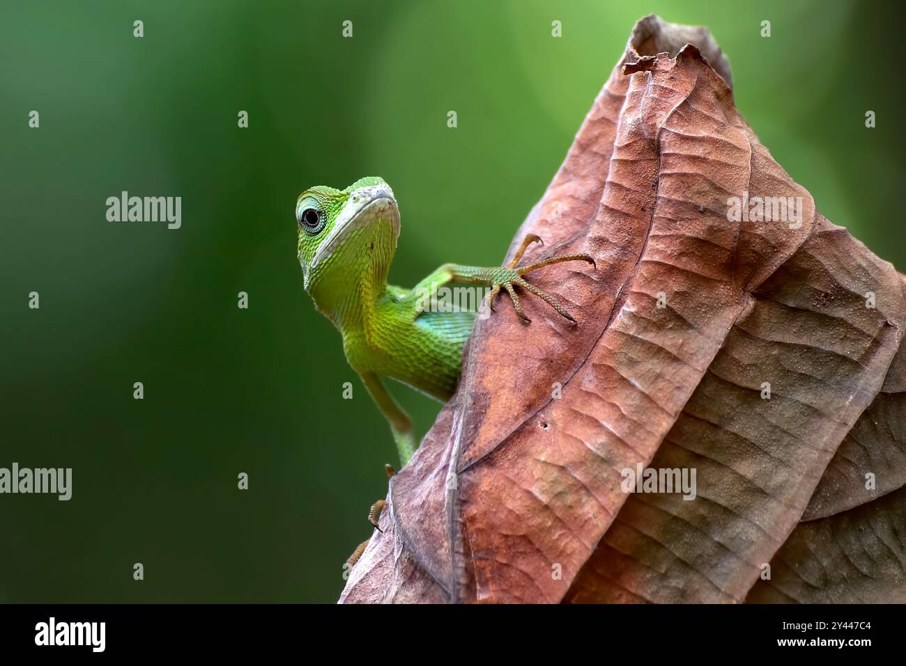Bronchocela jubata, commonly known as the maned forest lizard Stock ...
