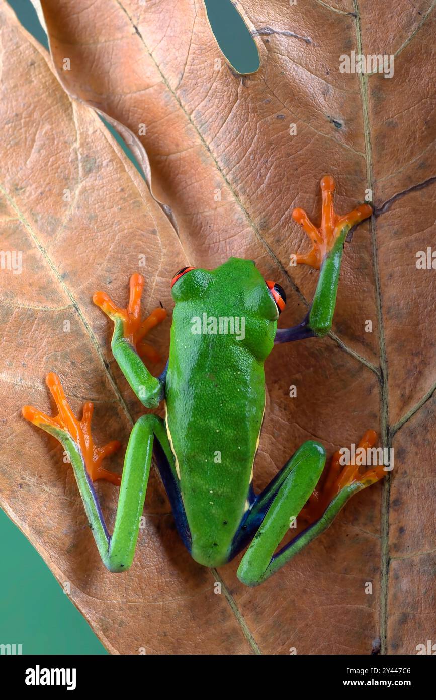 Red eyed tree frog hanging on a leaf Stock Photo - Alamy