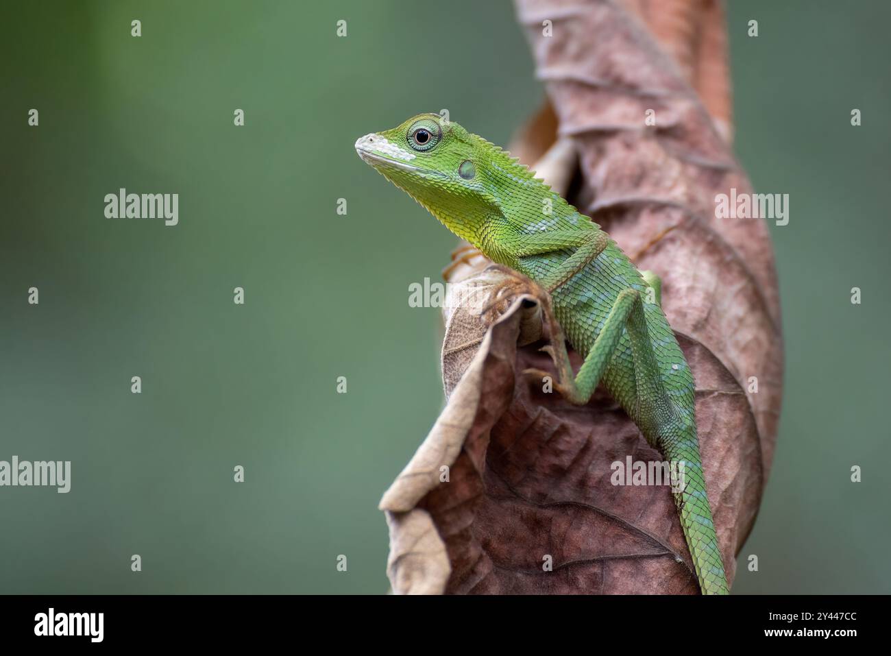 Bronchocela jubata, commonly known as the maned forest lizard Stock ...