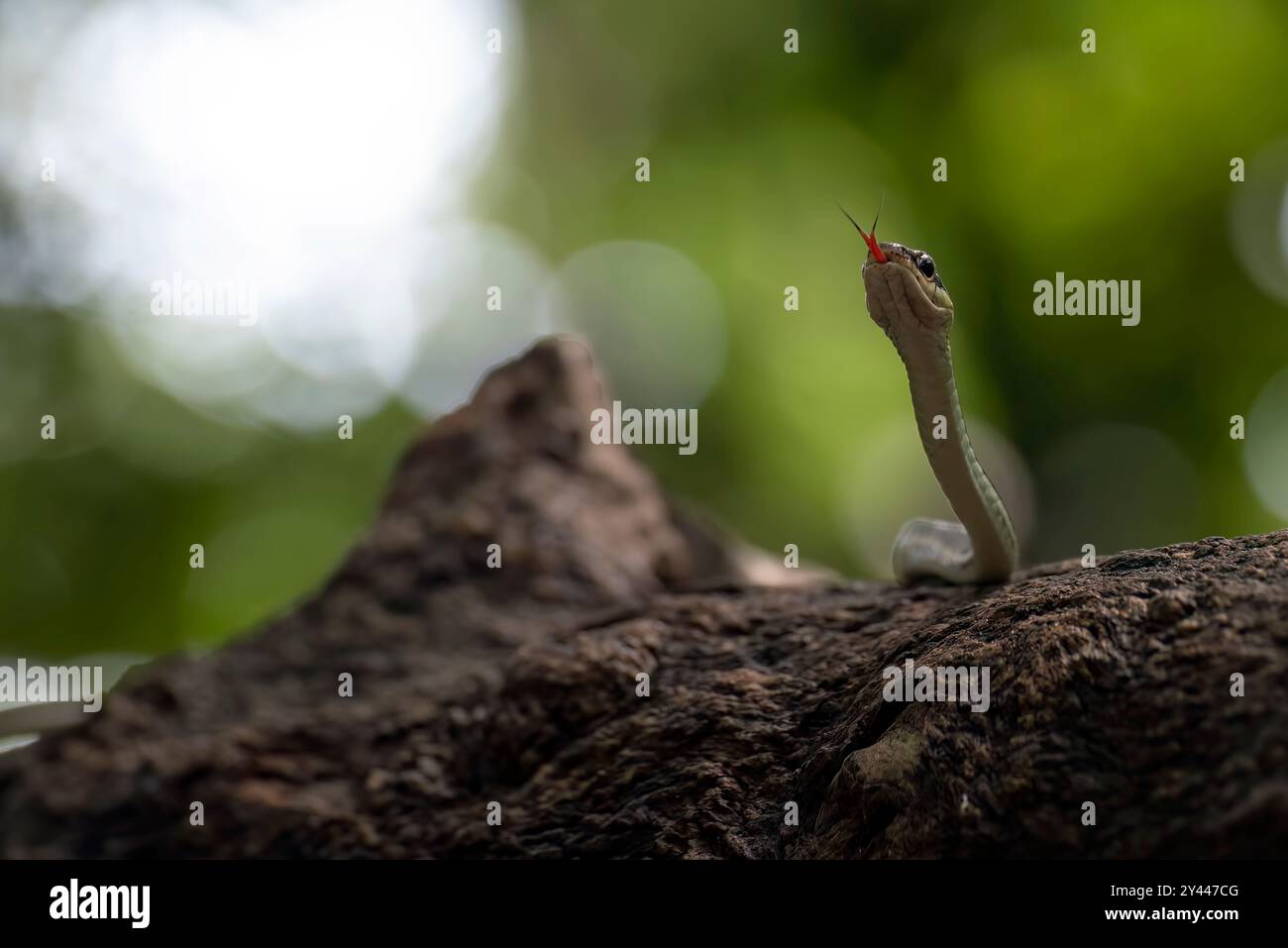 Bronzeback tree snake(Dendrelaphis formosus) on tree branch Stock Photo ...