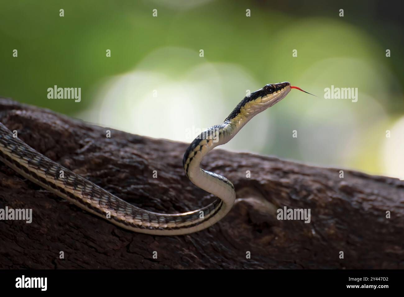 Bronzeback tree snake(Dendrelaphis formosus) on tree branch Stock Photo ...