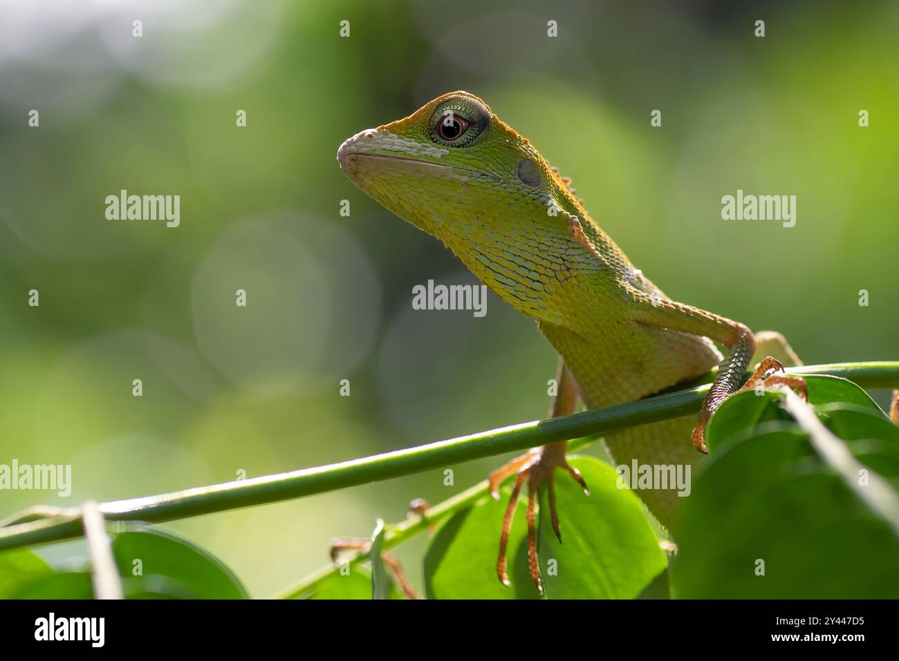 Bronchocela jubata, commonly known as the maned forest lizard Stock ...