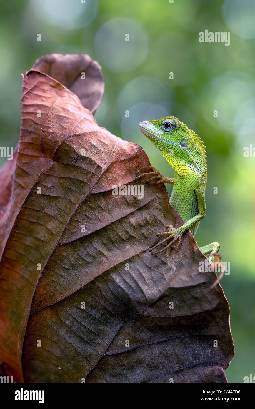 Bronchocela jubata, commonly known as the maned forest lizard Stock ...
