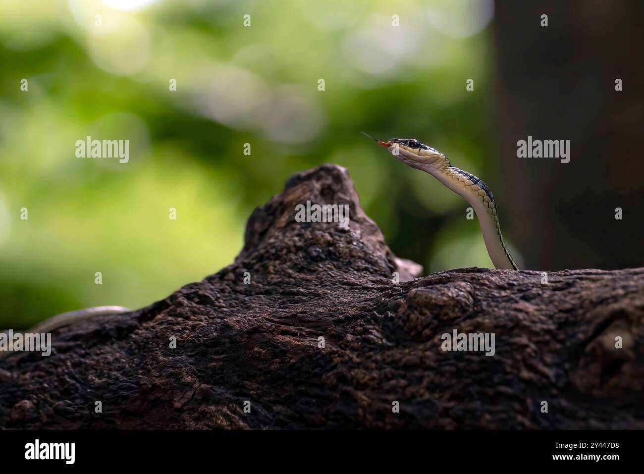 Bronzeback tree snake(Dendrelaphis formosus) on tree branch Stock Photo ...