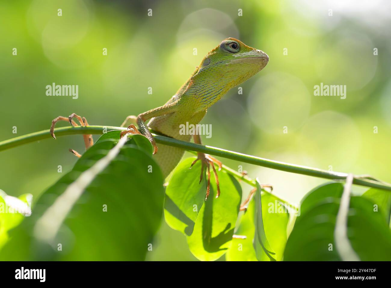 Bronchocela jubata, commonly known as the maned forest lizard Stock ...