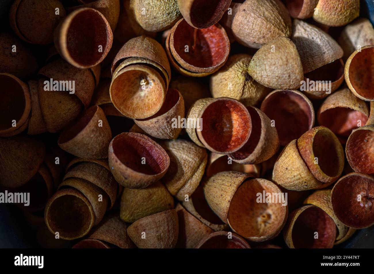 macro photography of eucalyptus seed pods abstract background , nature ...