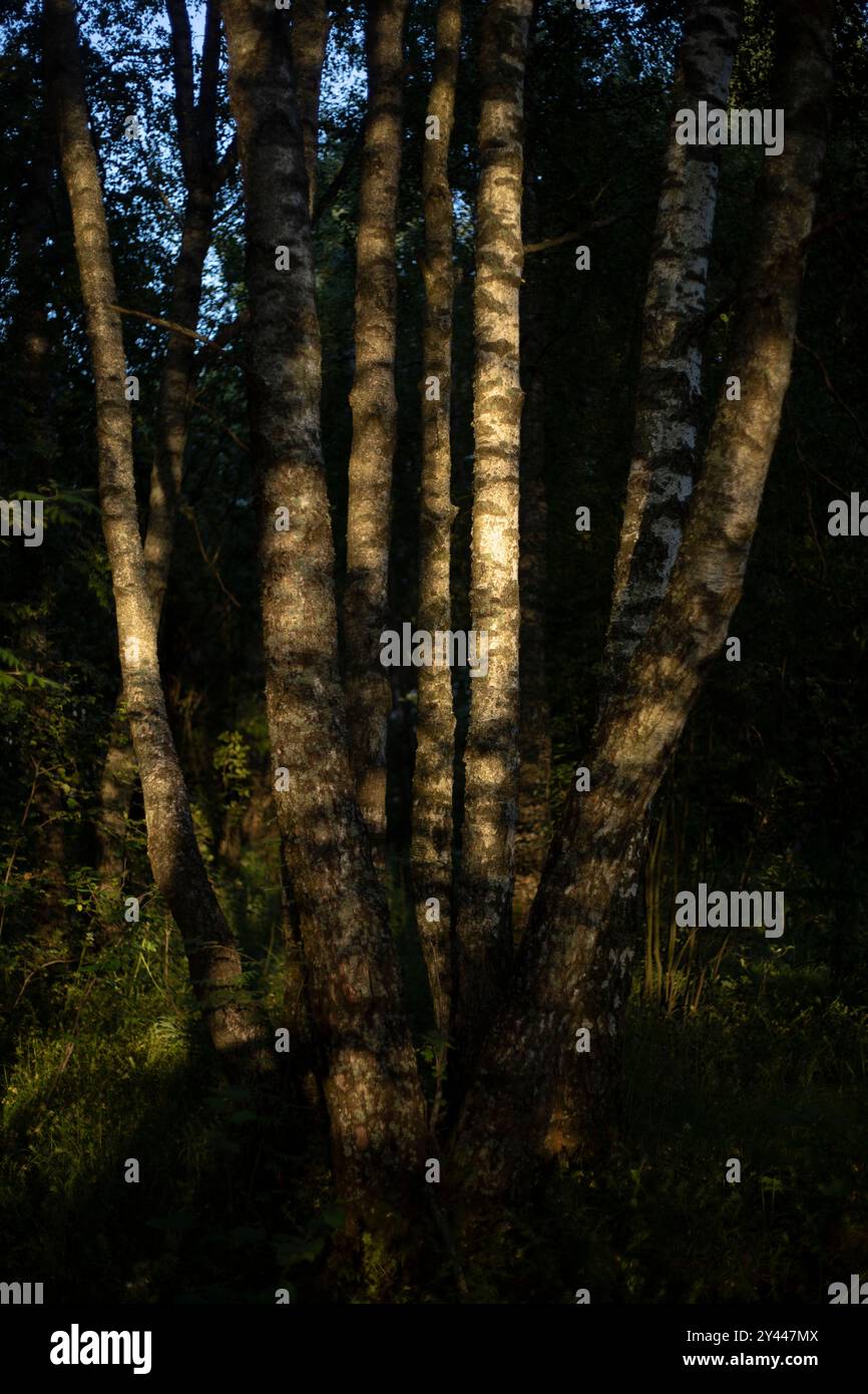 Birch grove. Forest thicket in the summer. Details of nature Stock ...