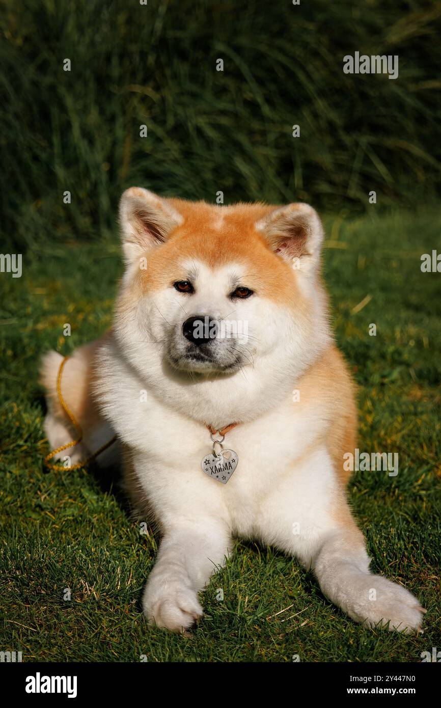A female dog Akita breed lays on the green grass Stock Photo - Alamy