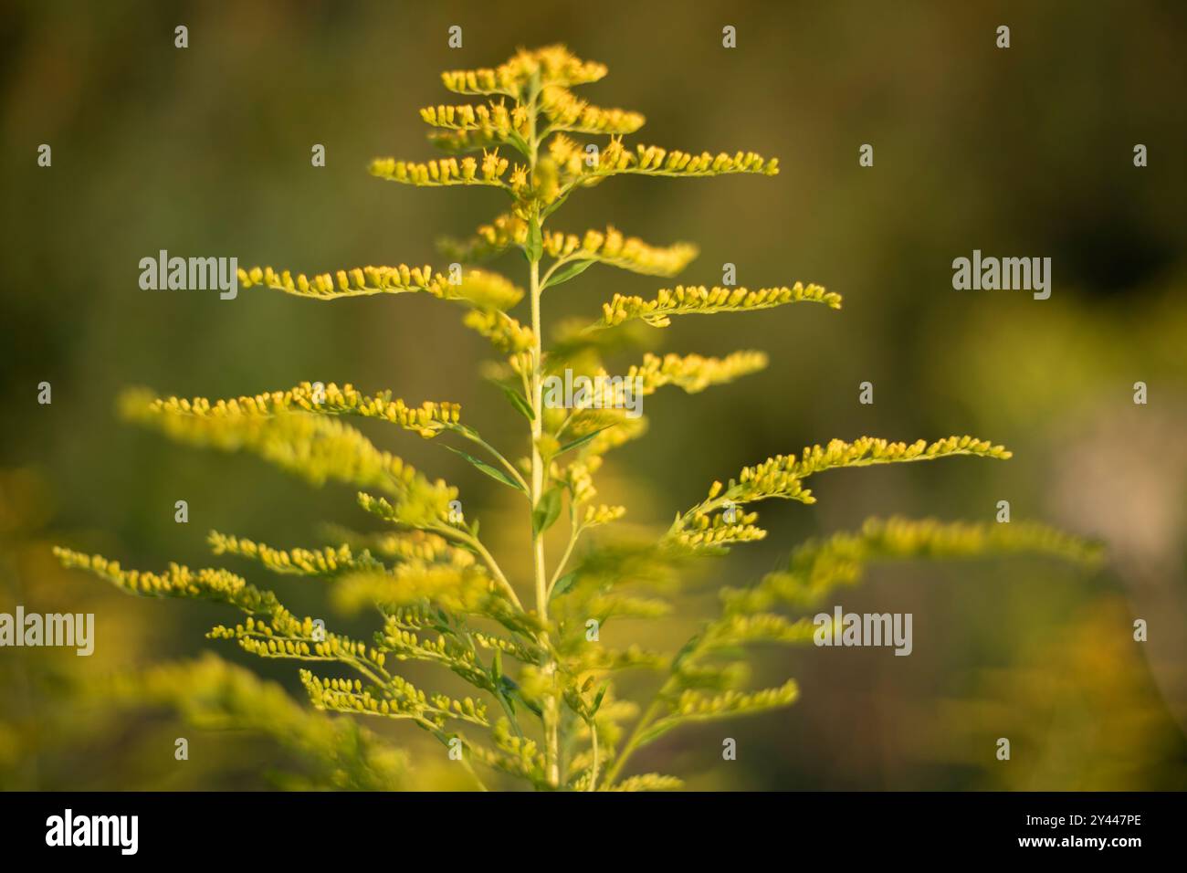 Plants in summer. Wild vegetation. Summer greenery Stock Photo - Alamy