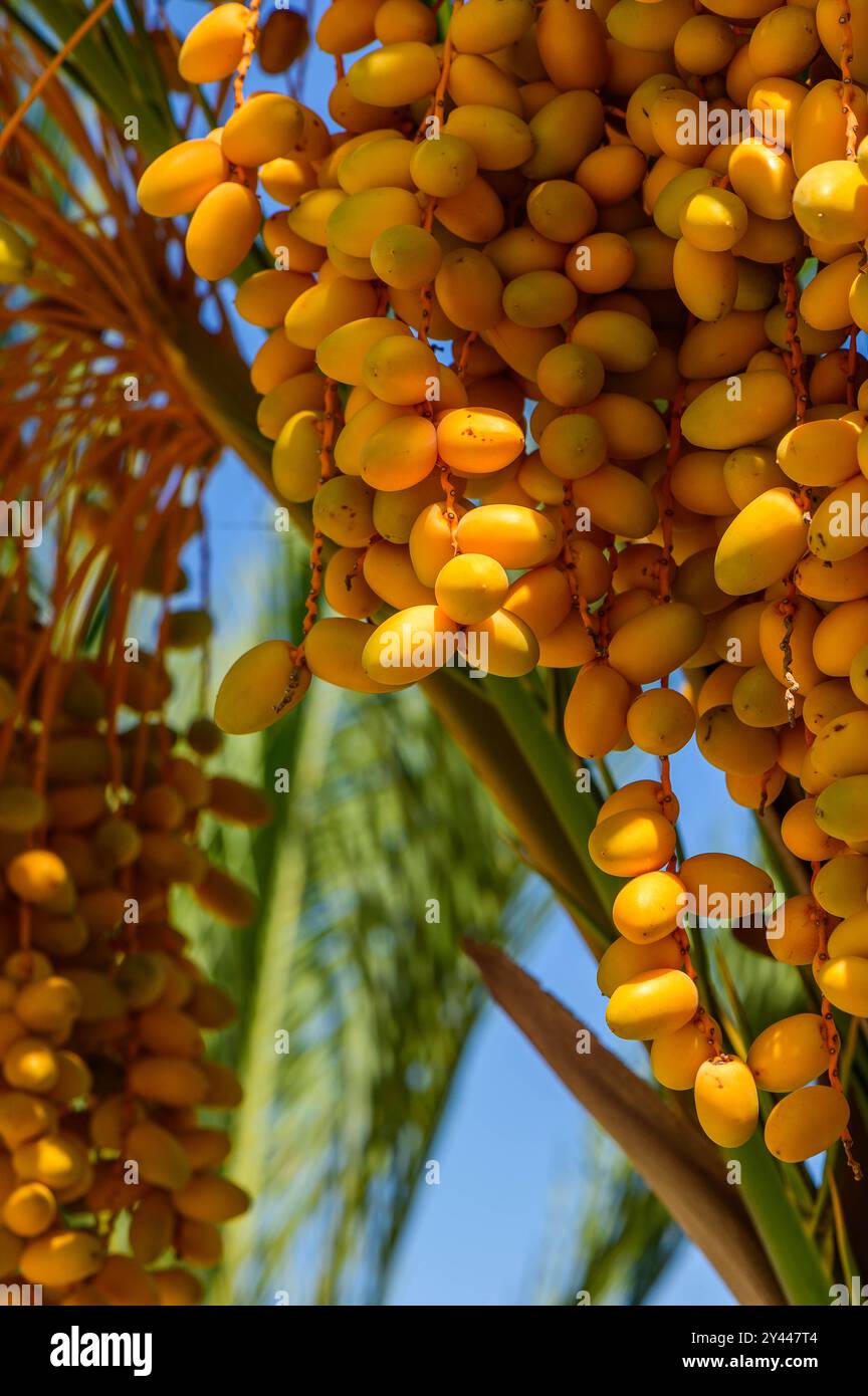 Bunch of yellow dates on date palm Stock Photo - Alamy