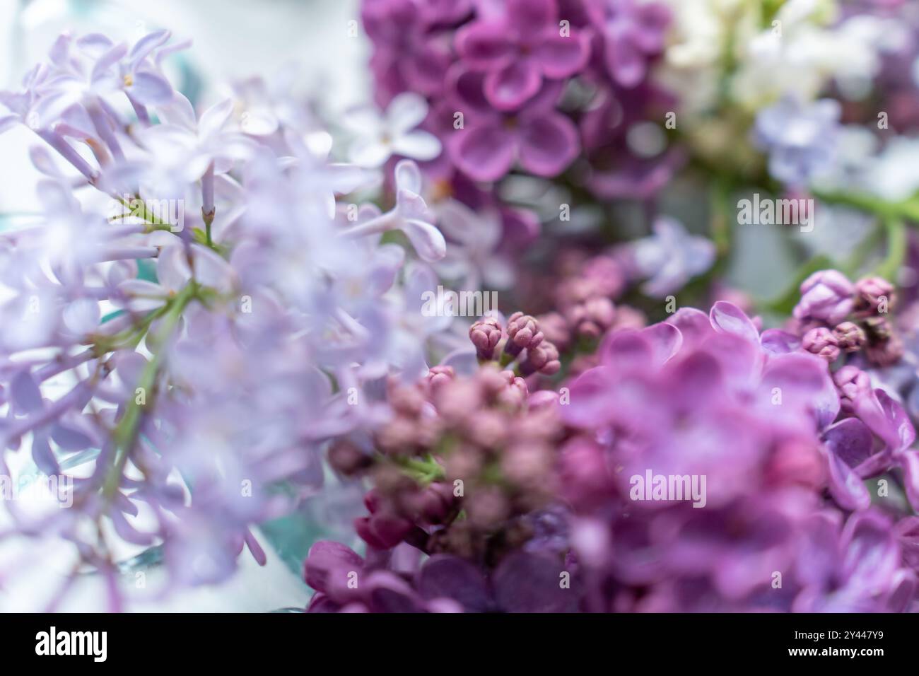 Nature abstract background with flowering lilac branches Stock Photo ...