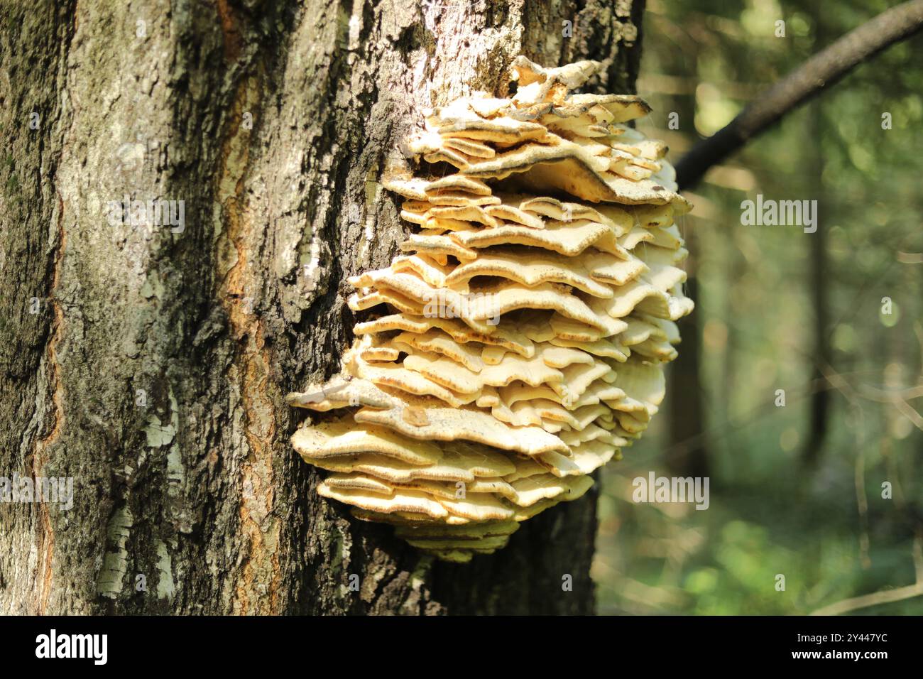 Tree mushroom. A mushroom on a tree in a forest Stock Photo - Alamy