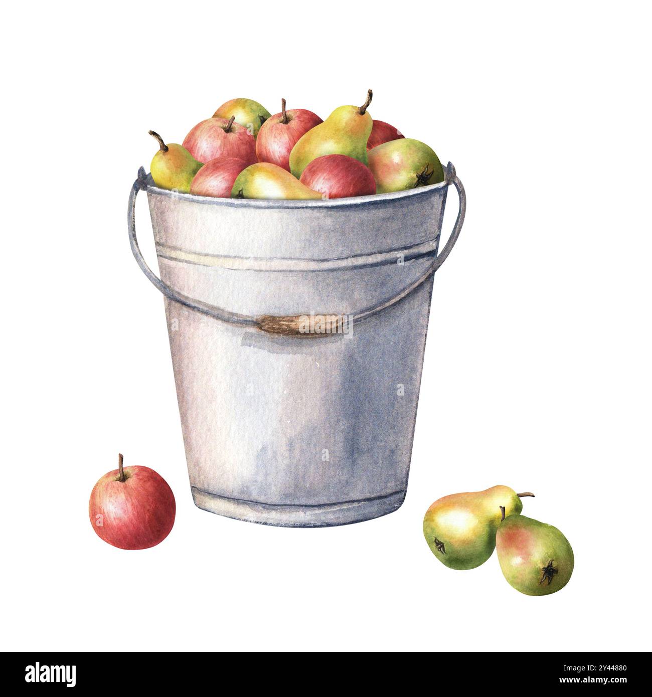 Metal garden bucket filled with fresh juicy apple and pear fruits. Hand ...