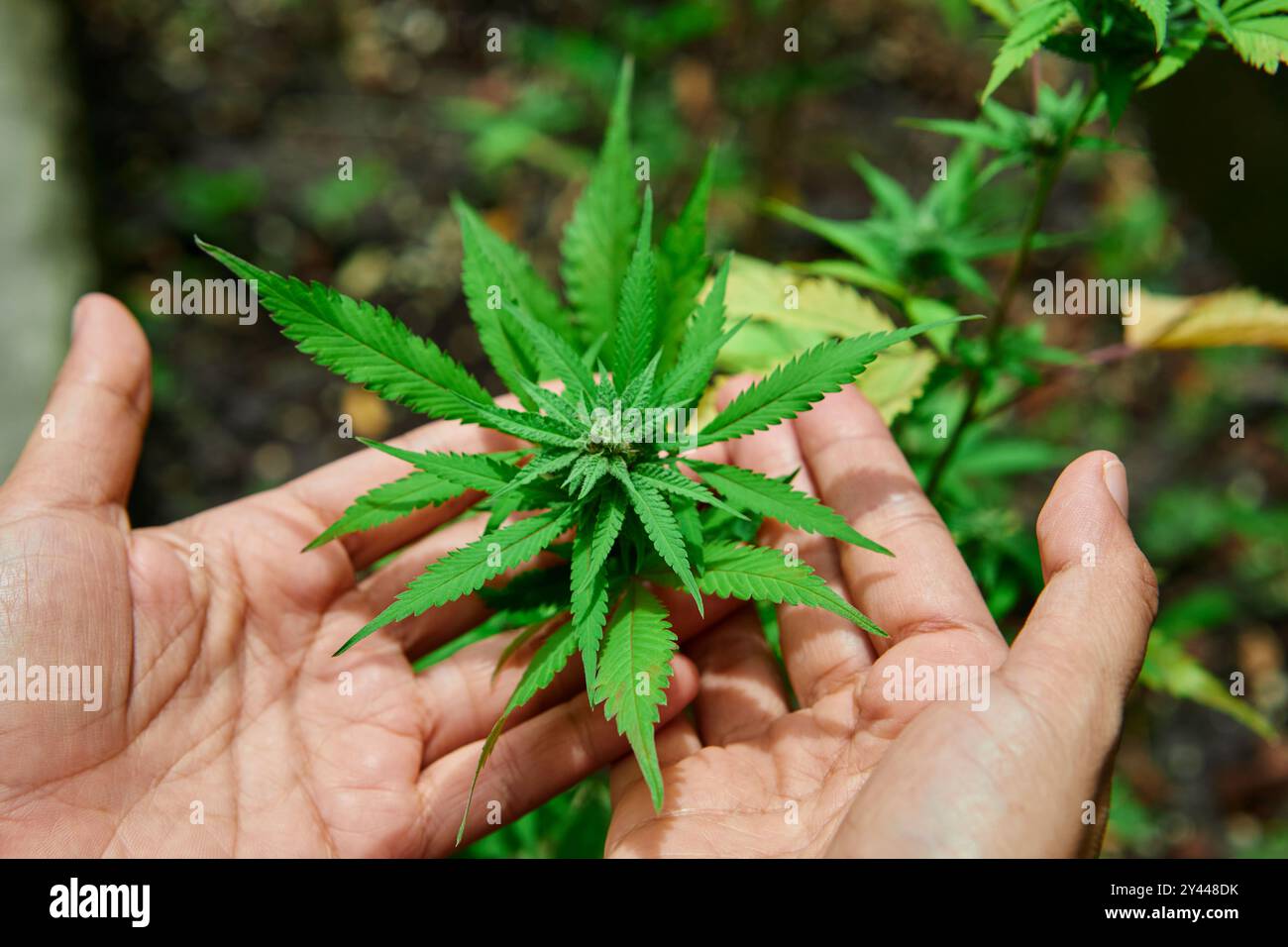 Marijuana leaf hand woman hi-res stock photography and images - Alamy