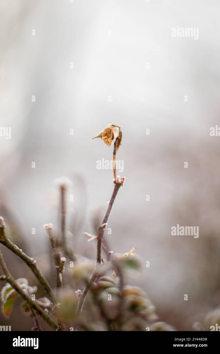 Detailed winter textures hi-res stock photography and images - Alamy