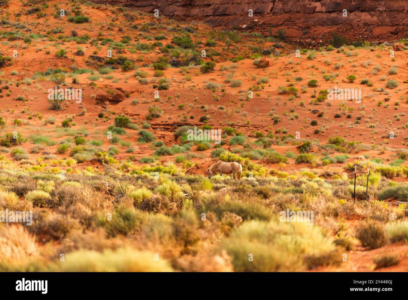 Wild horse grazing in the arid desert landscape of Monument Valley ...