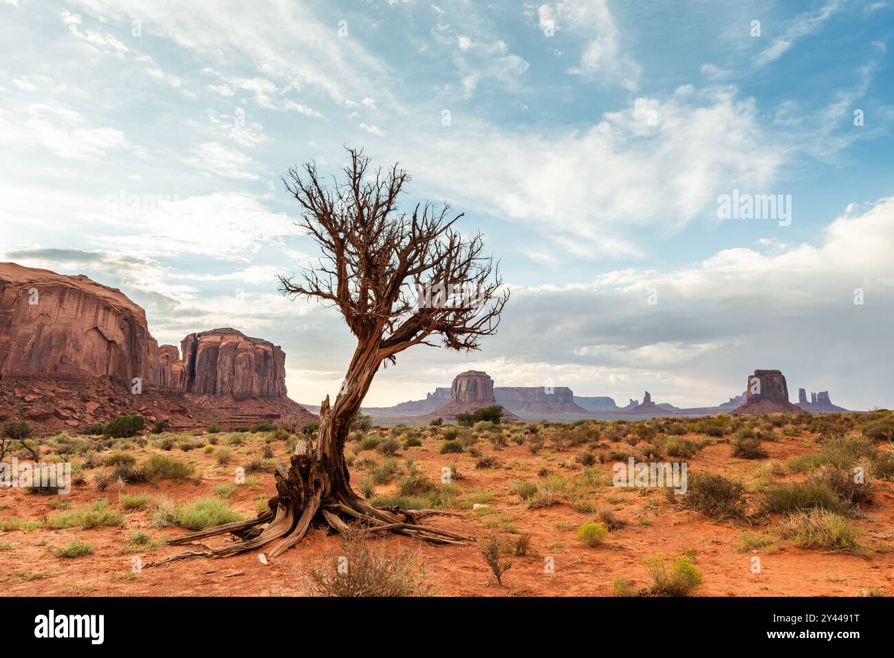 Weathered tree in Monument Valley with iconic Mesa formations and sky ...