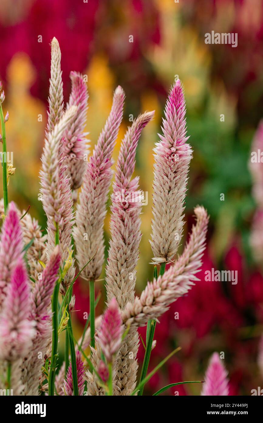 Colorful autumn wildflowers hi-res stock photography and images - Alamy