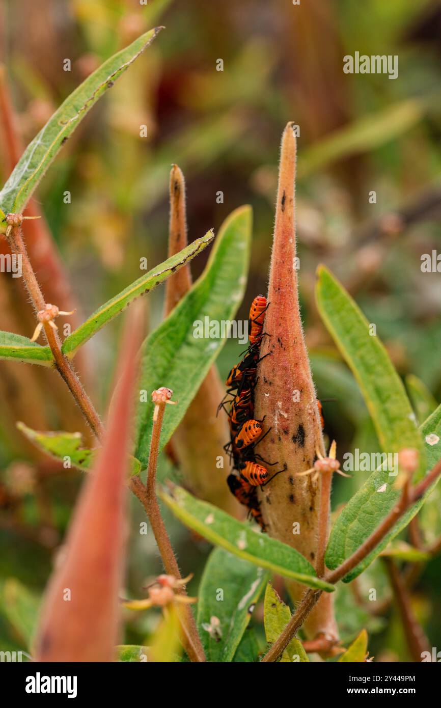 milkweed pods with resting insects Stock Photo - Alamy